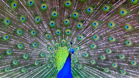 The End Of Sex Week Darwin Sex And Dada