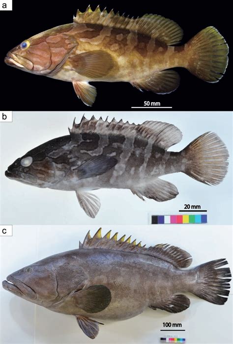 Species New To Science Ichthyology • 2024 Epinephelus Randalli
