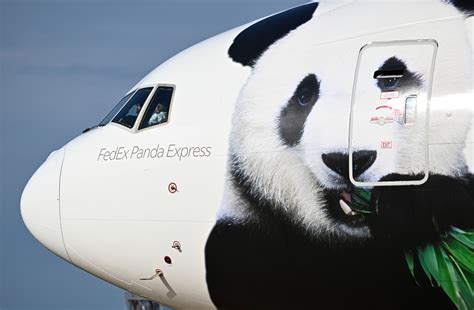 Opinion Todays Opinions The Pandas Secret Warning Of World War Iii Maybe The Washington