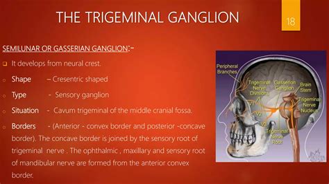 Trigeminal Nerve Ppt Pptx