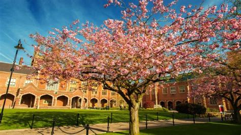 Understanding Intraverbal Control Centre For Behaviour Analysis Queens University Belfast