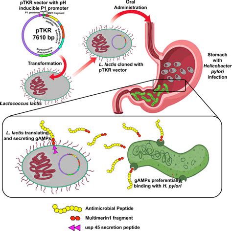 Control Of Helicobacter Pylori With Engineered Probiotics Secreting Selective Guided