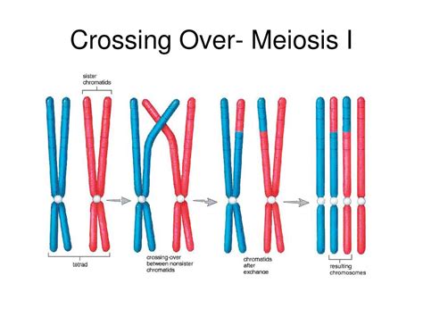 Process Of Crossing Over With Diagram Crossing Chromosomes H