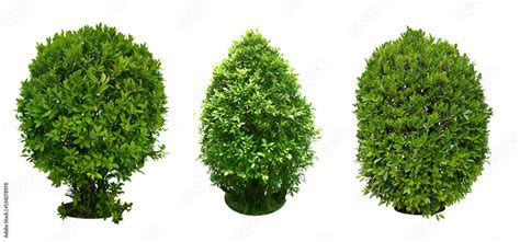Collection Of Tree Decorations Garden Bush Shrub Characteristics Of Bending To Turn Into A