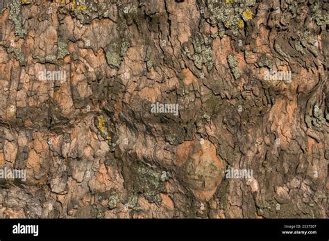 Bark Of An Old Tree Symbol For Background Strength Network Austria Stock Photo Alamy