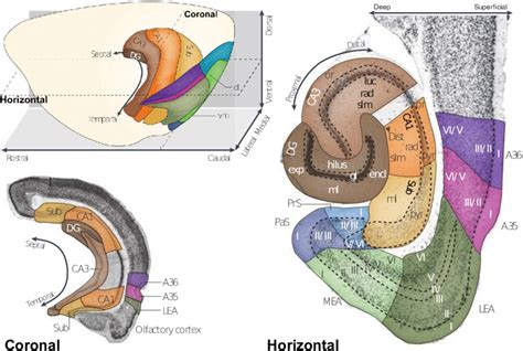 5 Hippocampal Formation And Parahippocampal Cortices Of The Rat Download Scientific Diagram
