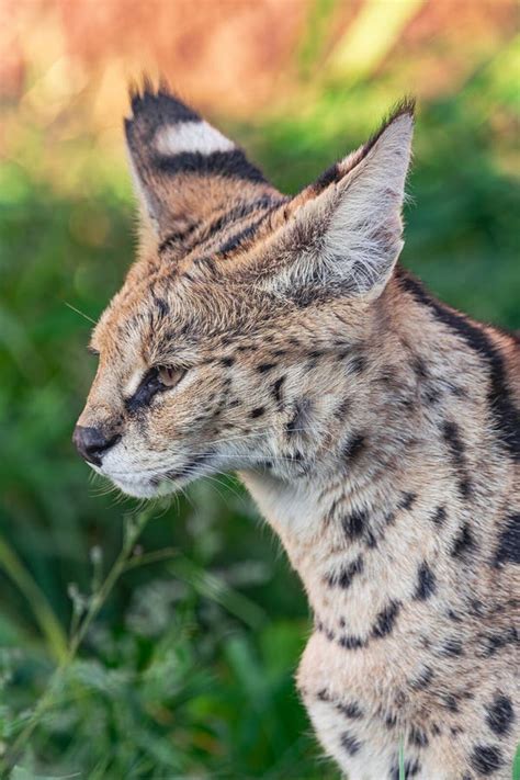 Serval Side Head Portrait Close View Stock Image Image Of Felinae Mammal