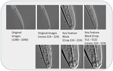 Applied Sciences Free Full Text Multi Mode Multi Feature Joint Intelligent Identification