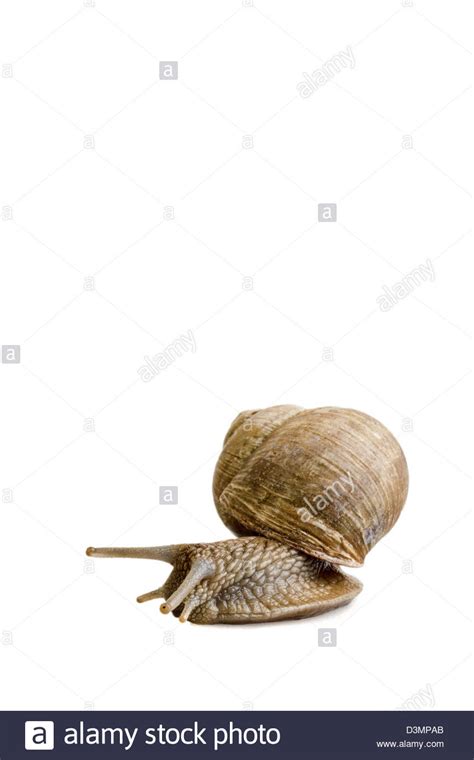 Snail Shell Close Up Cut Out Stock Images And Pictures Alamy