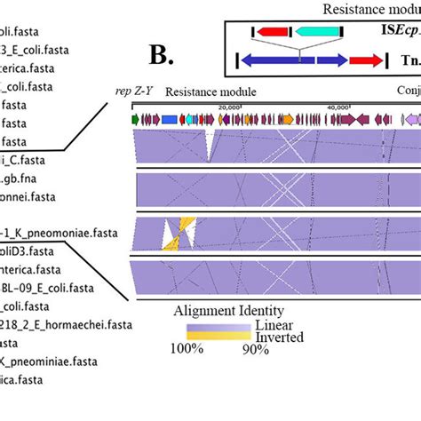 A Phylogenetic Analysis Of Inci Plasmids B Linear Map Of Pec36i Download Scientific