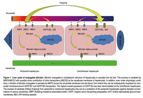 1 15 Why Do Patients With Liver Injury Or Dysfunction Have Conjugated Hyperbilirubinemia If