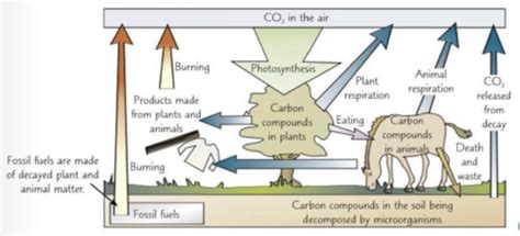 Topic 9 Ecosystems And Material Cycles Flashcards Quizlet