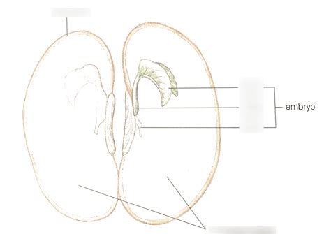 Diagram Of Science Unit 2 Type Seed Diagram Quizlet