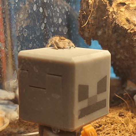 First Jumping Spider Cupid Escaped Crying So Hard Rn R Jumpingspiders