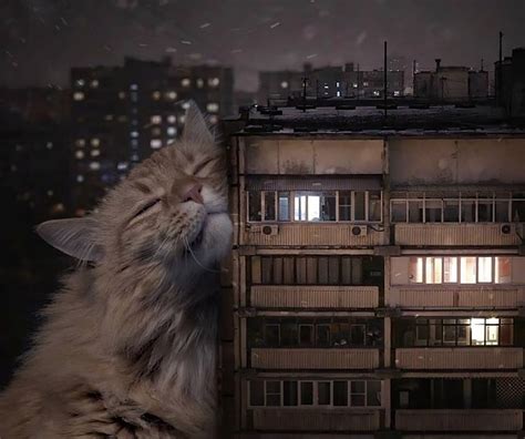 Big Dreams Big Reality Глупые кошки Мемы про котов Котята