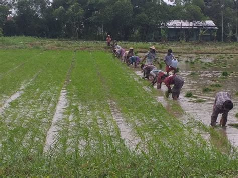 မင်္ဂလာဒုံမြို့နယ်အတွင်း မိုးစပါး စိုက်ပျိုးမှု ၈၅ ရာခိုင်နှုန်းကျော် စိုက်ပျိုးပြီးစီး