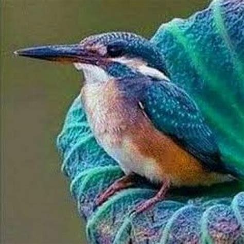 Ruby Youtube Ruby Youtube