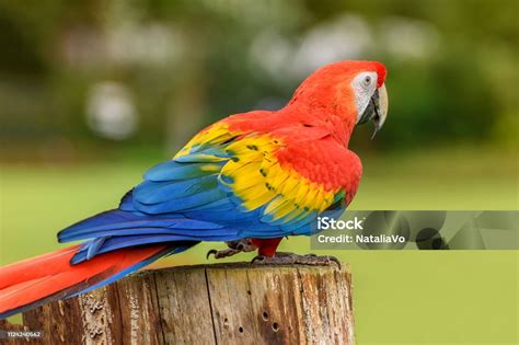 스 칼 렛 잉 꼬 Ara 마카오 큰 빨강 노랑 및 블루 중앙 및 남미 앵무새는 야외 감금 상태에 대한 스톡 사진 및 기타 이미지 감금 상태 금강앵무 깃털 Istock
