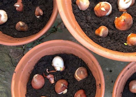 How And When To Plant Tulip Bulbs Green Garden Cottage