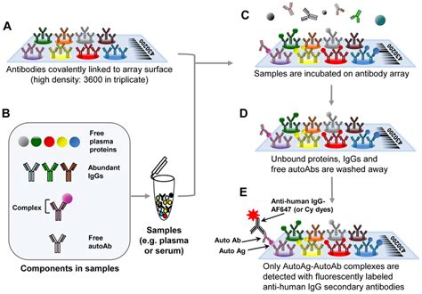 A Schematic Overview Of The Autoantibody Autoantigen Complex Profiling