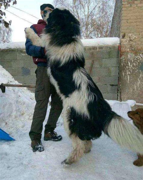 哈萨克牧羊犬战斗力哈萨克牧羊犬幼犬 伤感说说吧