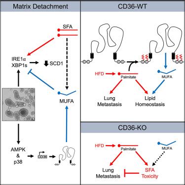 CD Maintains Lipid Homeostasis Via Selective Uptake Of Monounsaturated Fatty Acids During