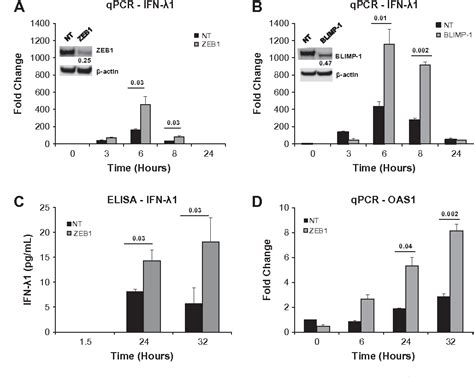 Regulation Of Interferon Lambda 1 Ifnl1ifn λ1il 29 Expression In Human Colon Epithelial