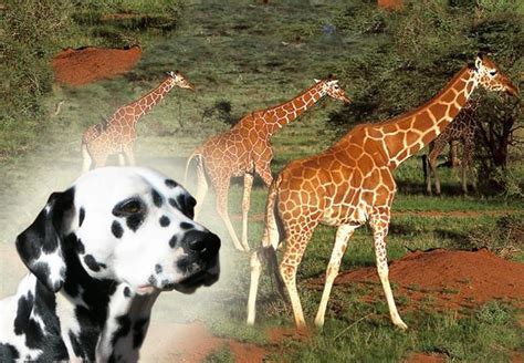 Amatorska Hodowla Dalmatynczykow Safari Park Nowościnews