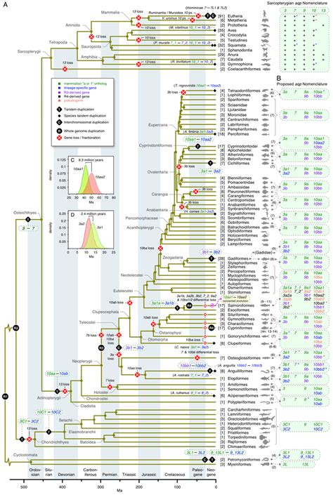 A Timeline For The Evolution Of Vertebrate Glps A A Schematic