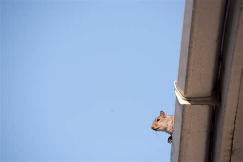 Somethings Living In The Ceiling — Maybe Squirrels Maybe Not The Washington Post