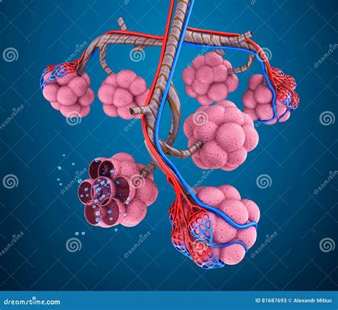 Human Respiratory System Lungs Alveoli Inside Larynx Nasal Throttle