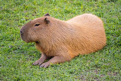Capybara Simple English Wikipedia The Free Encyclopedia