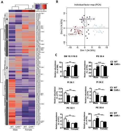 specific lipid profiling in male and female mice heatmap and