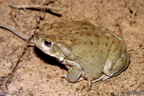 Sonoran Desert Toad Incilius Alvarius