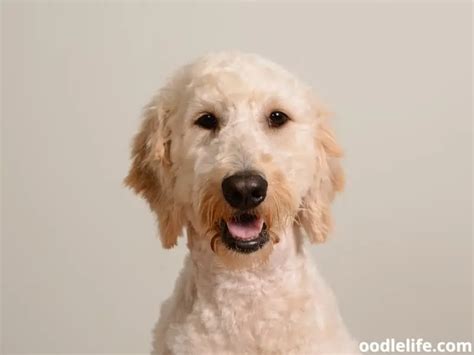 11 Best Types Of Goldendoodle Haircuts 2025 Photos Oodlelife®