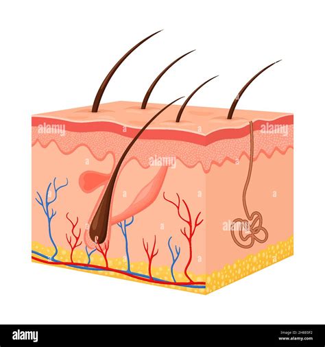 Hair Diagram Unlabeled