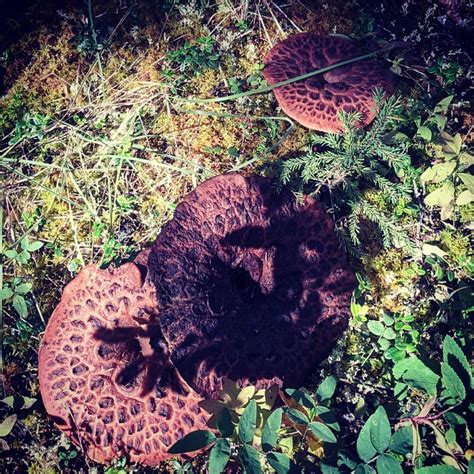 St Elias Axe And Tool Hello Whitehorse If Youre In Town Or Around