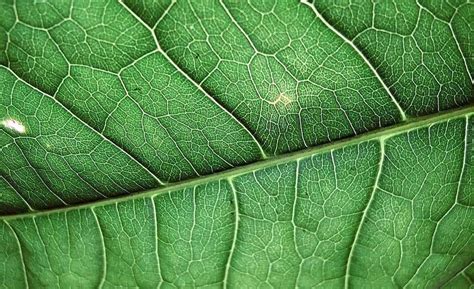 The Source Of Carbon In Photosynthesis Lotusdiving