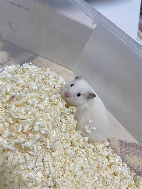 블라인드 블라블라 햄스터 이름좀 지어주세여