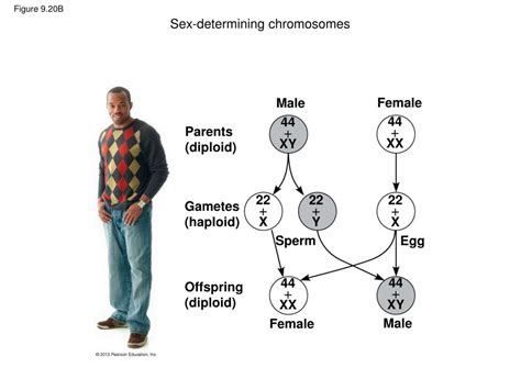 PPT Figure 9 4 PowerPoint Presentation Free Download ID 4144791