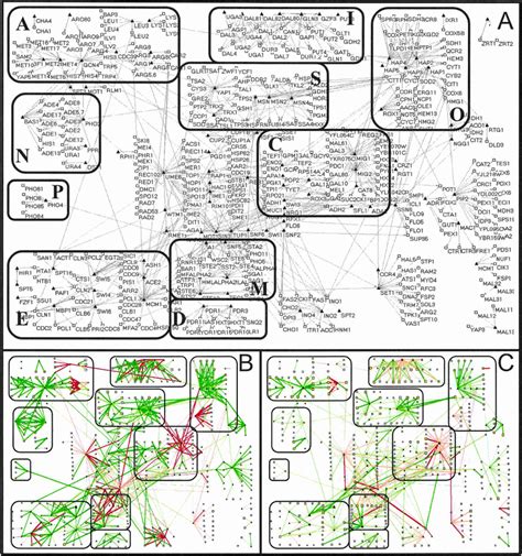 Maps Of The Yeast Regulatory Network Indicating The Magnitudes Of The Download Scientific