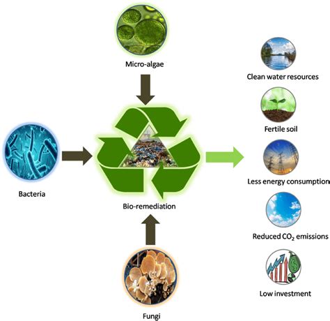 Bioremediation Using Algae