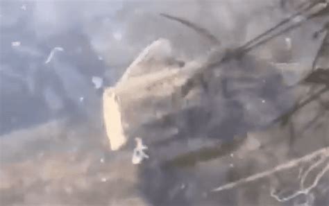 “how Is This Even Possible” Headless Fish Still Swimming Around Has