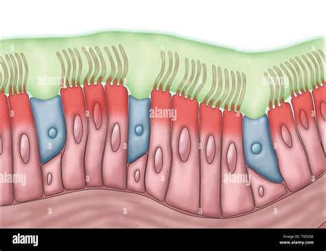 Cilia