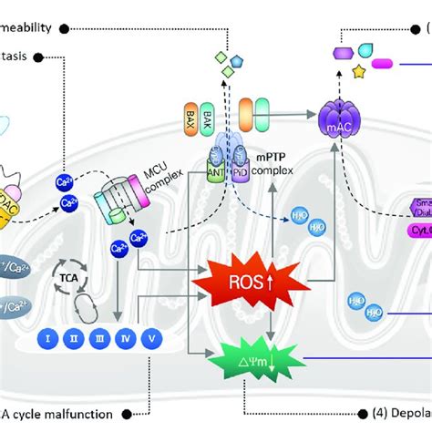 Noise Aging And Ototoxic Drug Induced Intracellular Signaling Pathways Download Scientific