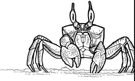 Horned Ghost Crab Sketch Just Sketches
