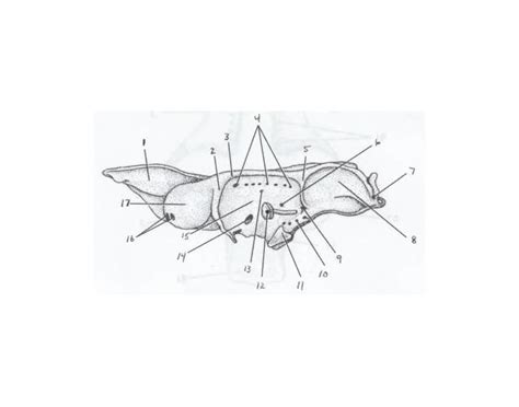 Squalus Acanthias Chondrocranium Lateral Part 1 Diagram Quizlet