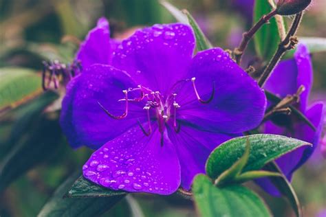 花 花的 紫色的 Pixabay上的免费照片 Pixabay