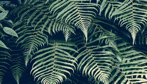 Plant Aesthetic Wallpapers Top Free Plant Aesthetic Backgrounds