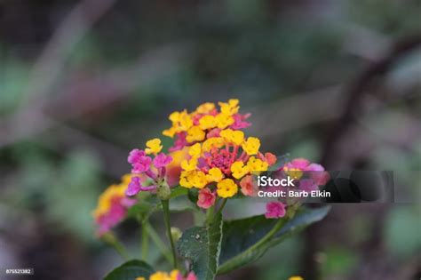 멕시코 피튜니아 세이 지 Pentas Lantana Camara 꽃 식물 꿀벌 나비와 벌 새에 의해 수 분에 대 한 아름 다운 맑은 자연 나비 정원에서 0명에 대한 스톡